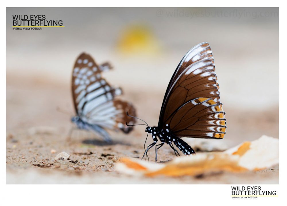 Papilio clytia - Common Mime - Indian Butterflying